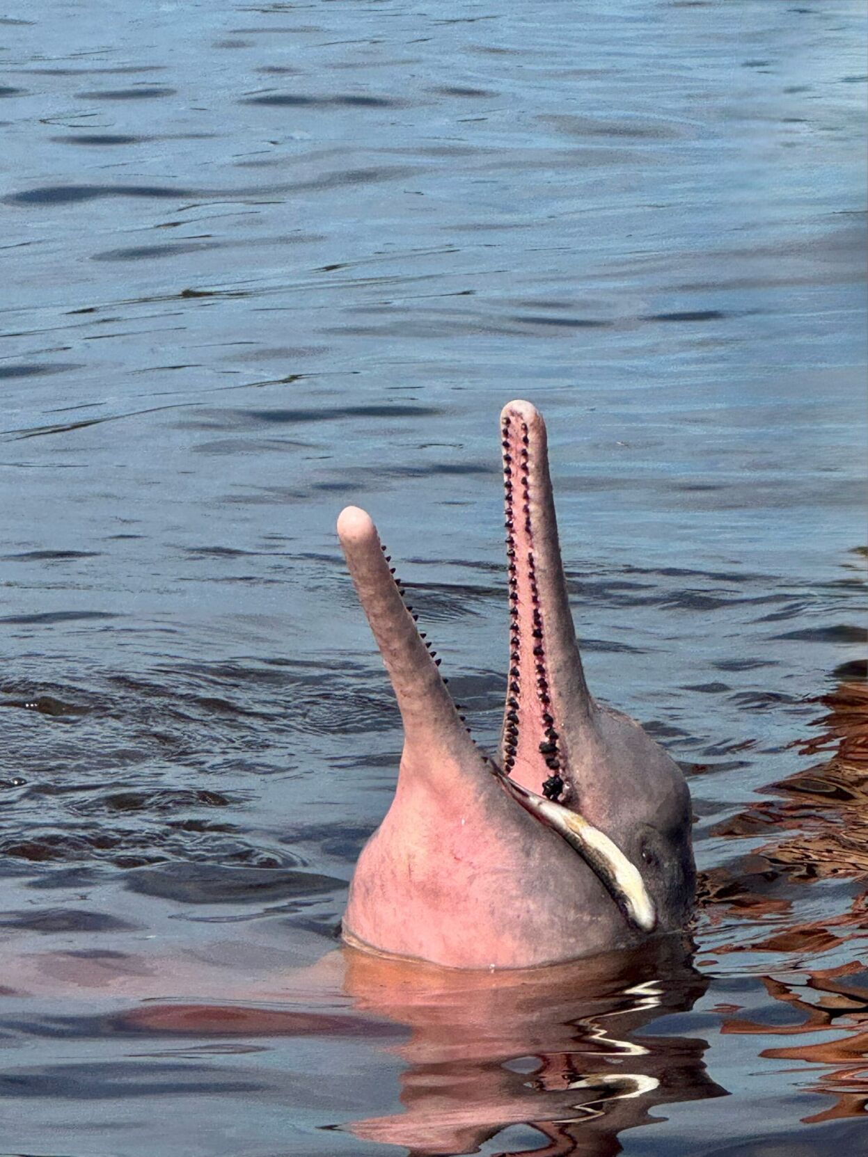 Eckerd students share their tales from the Amazon | Culture ...