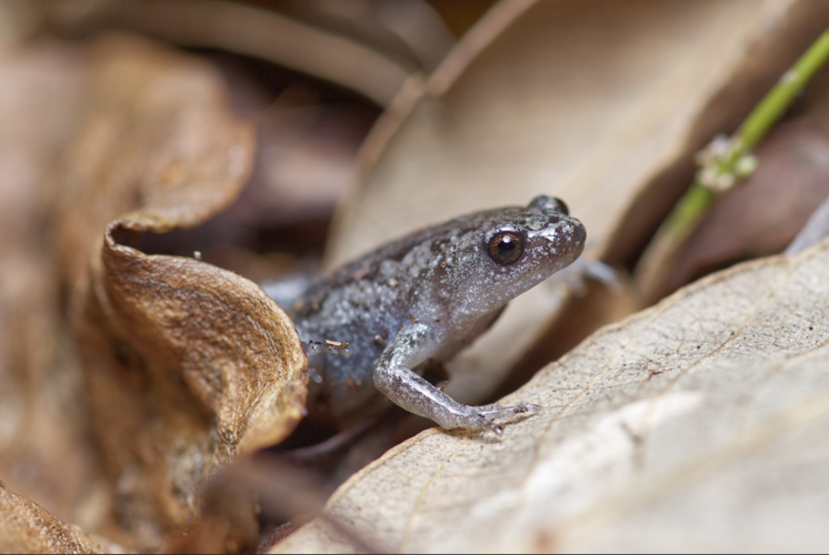 Native amphibians and reptiles you can find on Eckerd’s campus | Vol 1 ...