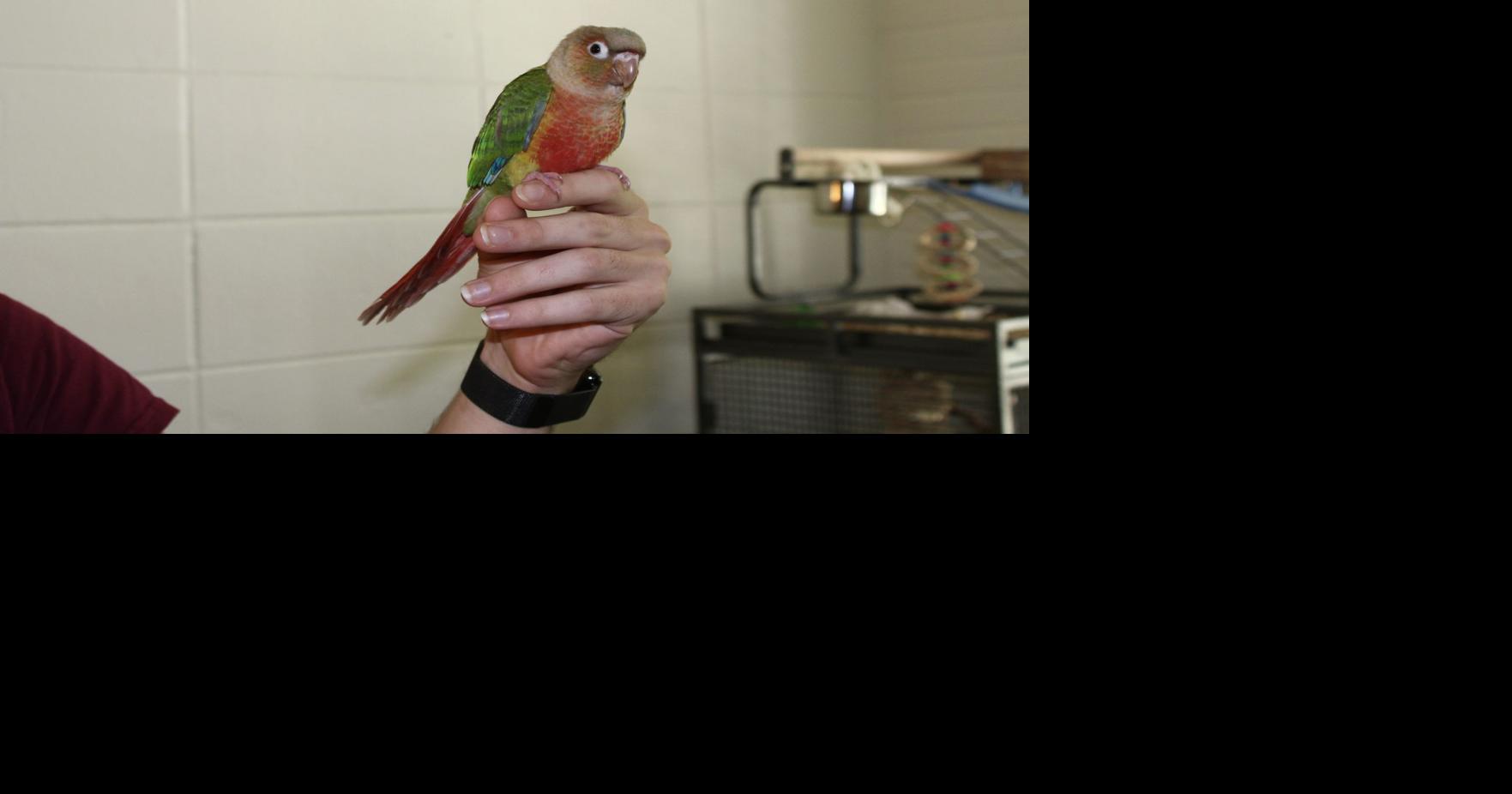Pet of the Issue: Mango the playful green-cheeked conure | Science And ...