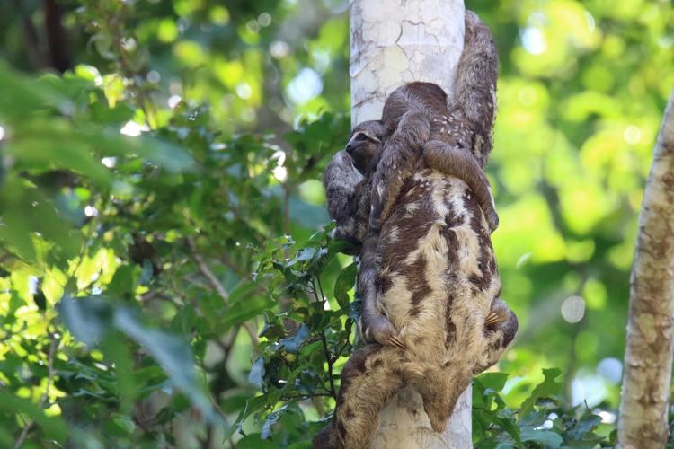 Tales from The Amazon | Culture | theonlinecurrent.com