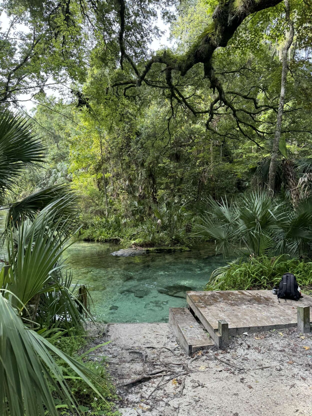 A day trip from Eckerd: Kelly Park/Rock Springs | Culture ...