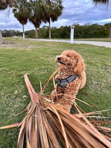 Pet Spotlight: Tobi the Insta famous puppy | Culture | theonlinecurrent.com