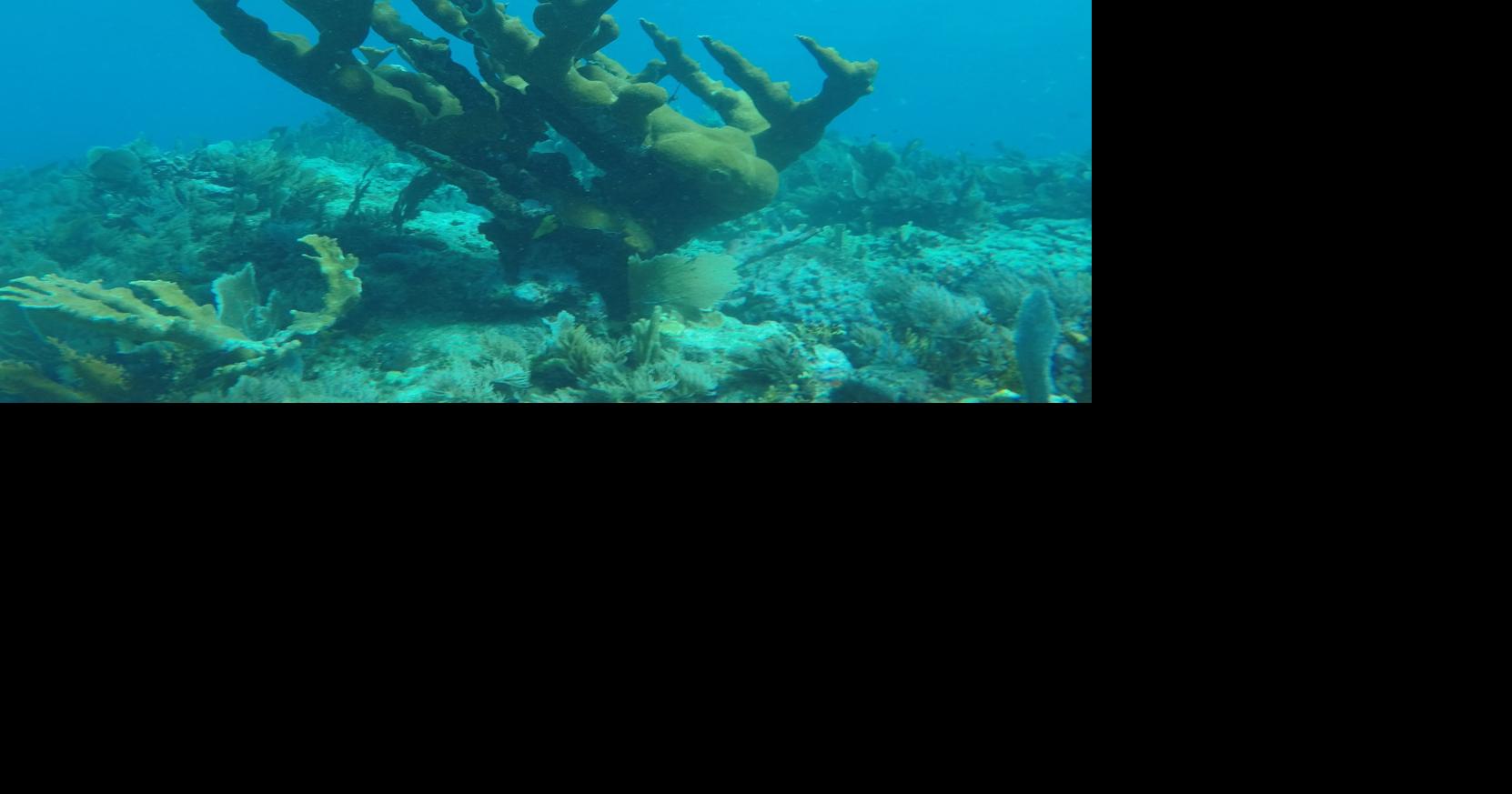 Coral activists join together for a week of awareness | Science And ...