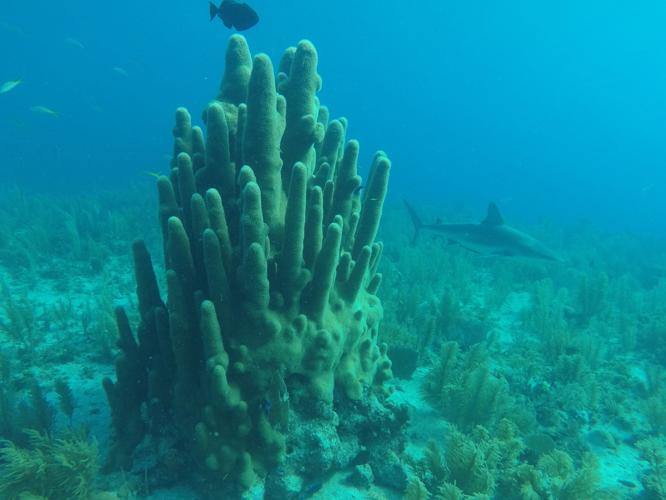 Coral activists join together for a week of awareness | Science And ...