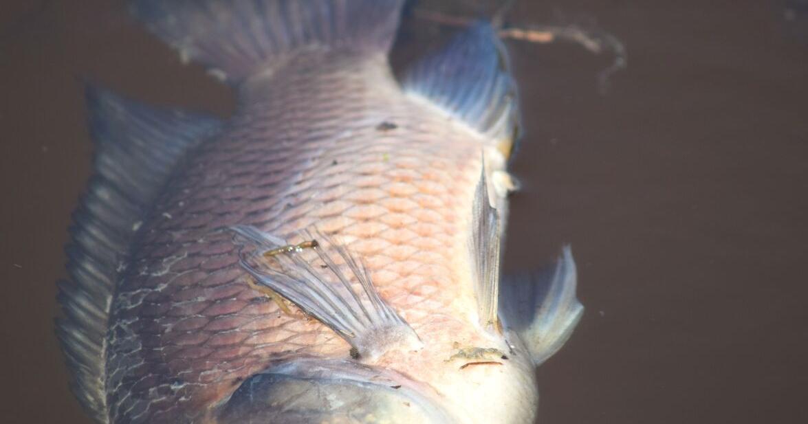 Cold temperatures may have caused fish deaths at Eckerd’s Fox Pond ...