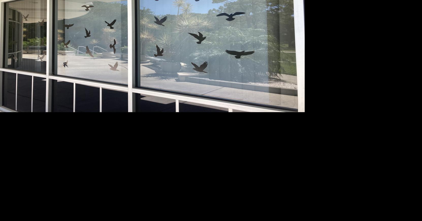 Helping birds survive on Eckerd College campus | Science And Technology ...
