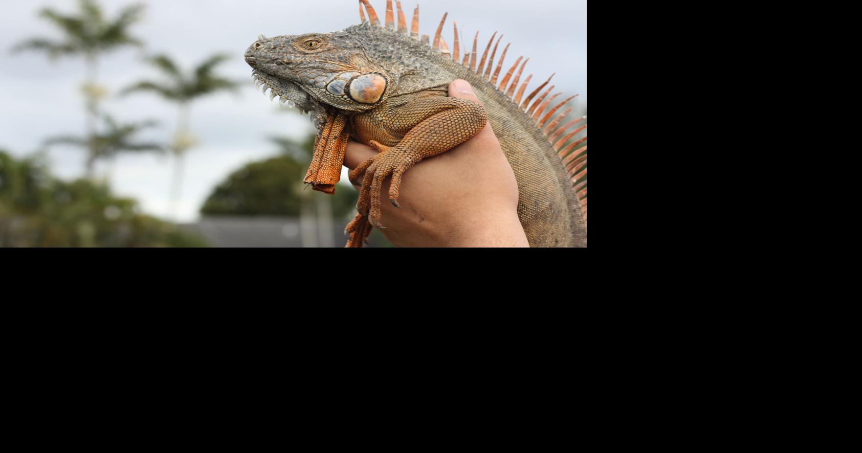 Invasive species removal sparks debate after iguana killings in Miami ...