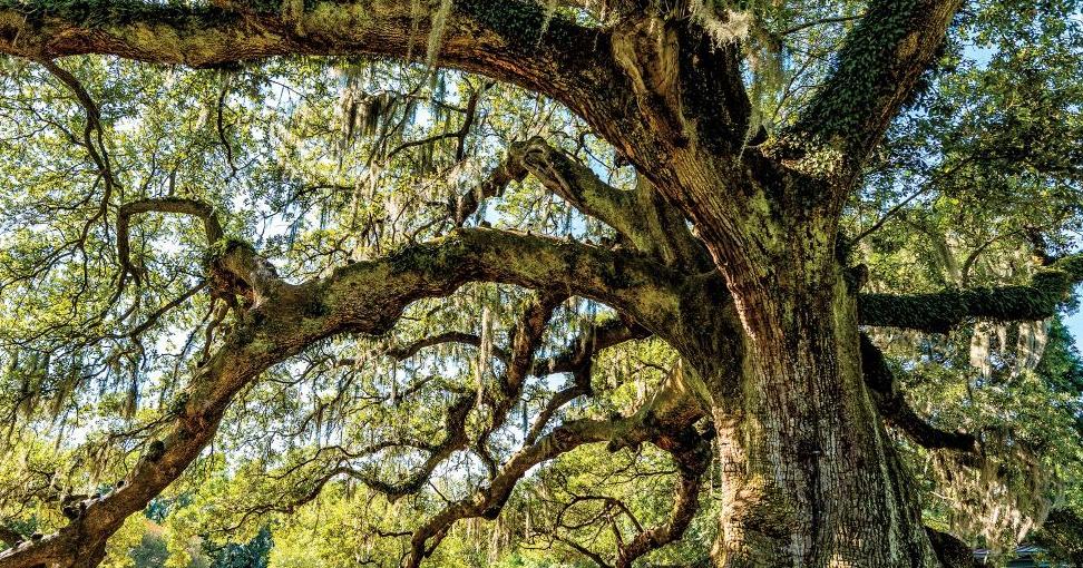 Revive Your Outdoor Space With this Local Tree Service | Living ...