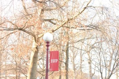 Money doesn’t grow on trees, even in the Oak Grove: Some IUP students ...