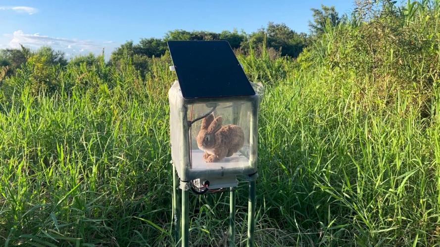 Robot rabbits trick snakes to control invasive python population ...