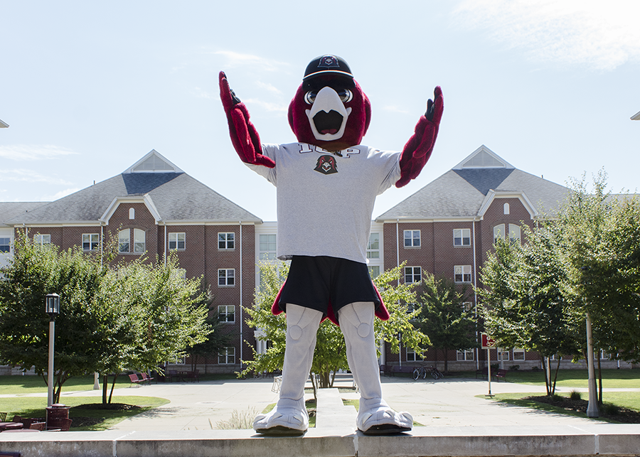 IUP mascot, Norm the Hawk, celebrates 12th birthday | News | thepenn.org