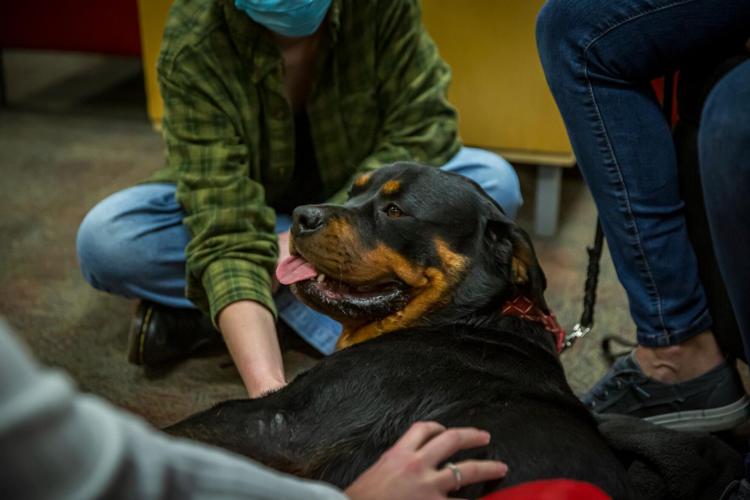 IUP's Just Paws therapy dogs give students love, comfort | Photo ...