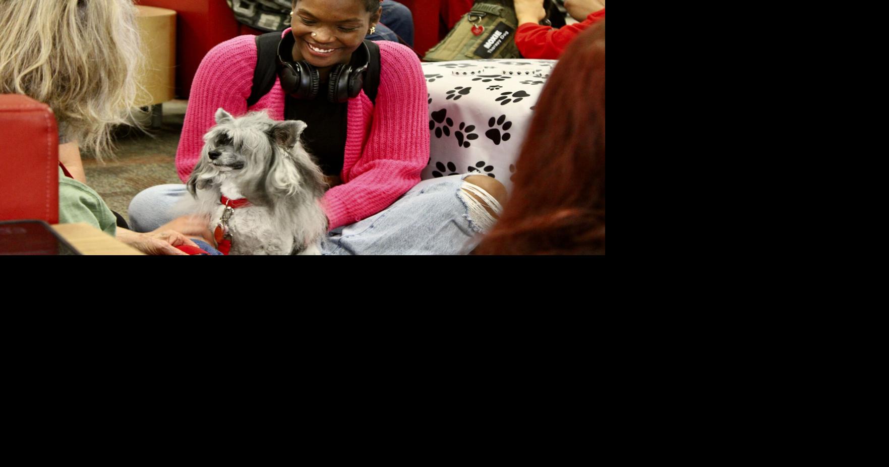 Therapy dogs provide much needed “paws” in Stapleton | Culture ...