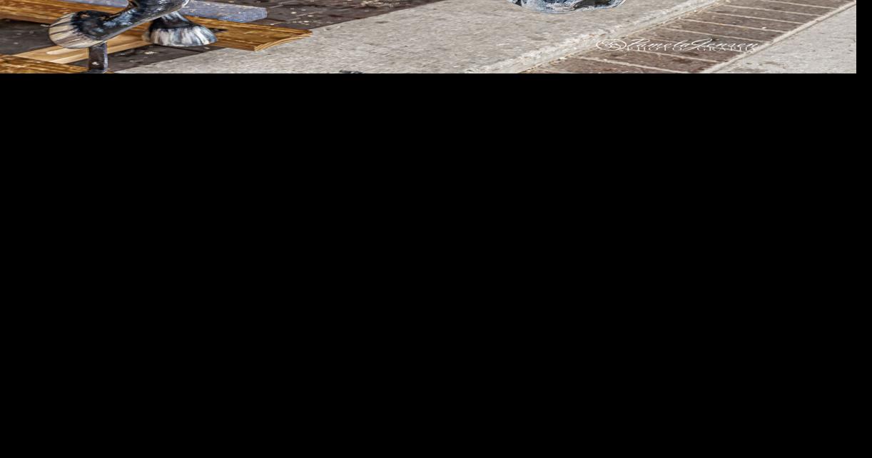 Painted Ponies Returning to Southern Pines | News | thepilot.com