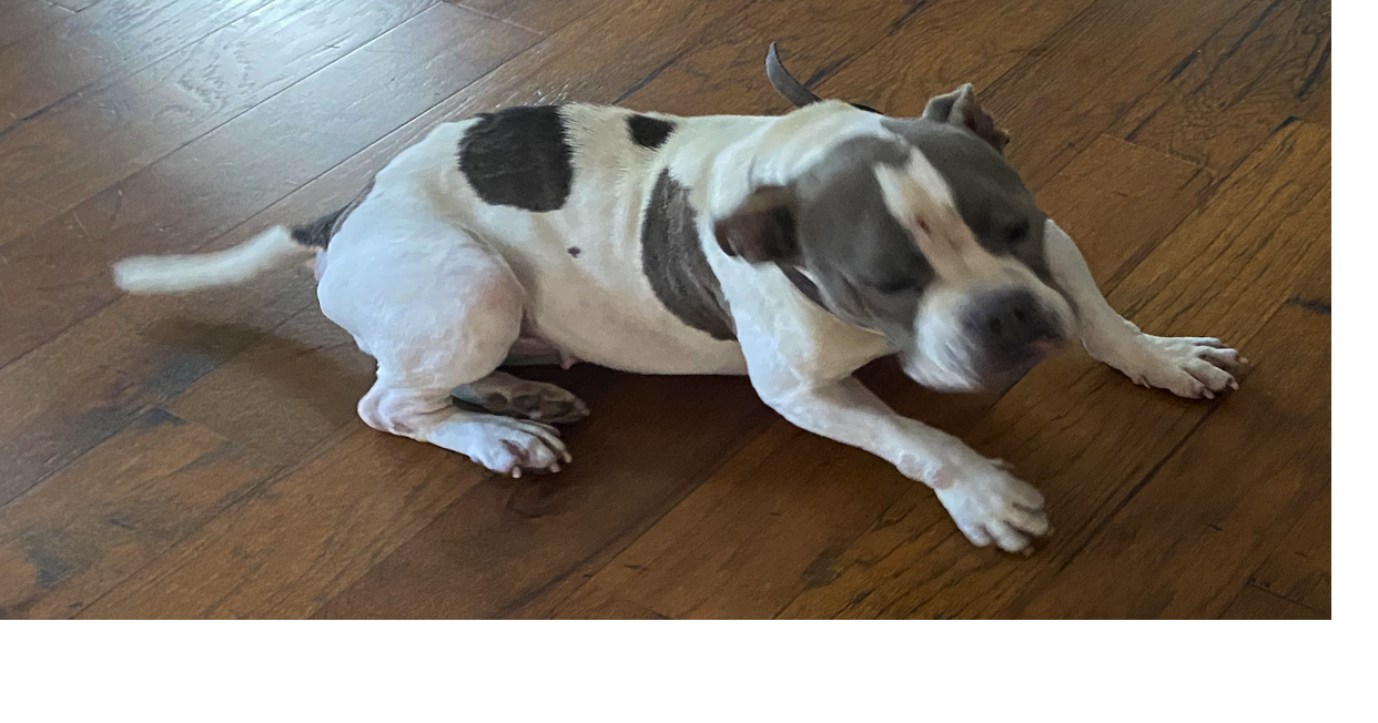 Found Dog, Brown and White Bulldog in Aberdeen | Pets | thepilot.com