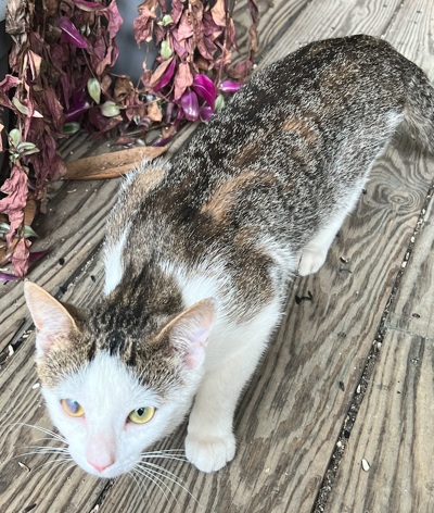 Found Cat, Tabby and White Cat in Pinebluff | Pets | thepilot.com
