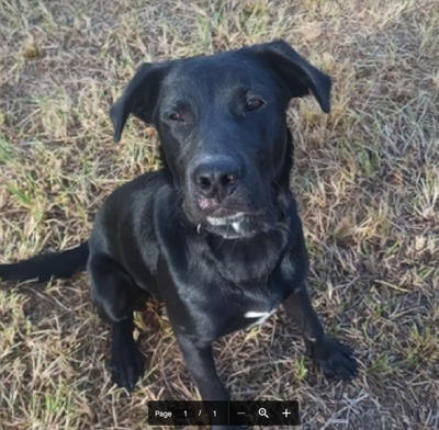 Lost Dog, Black Lab Mix with White Markings in Robbins | Pets ...