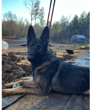 Lost Dog, German Shepherd in Cameron UPDATE: FOUND | Pets | thepilot.com
