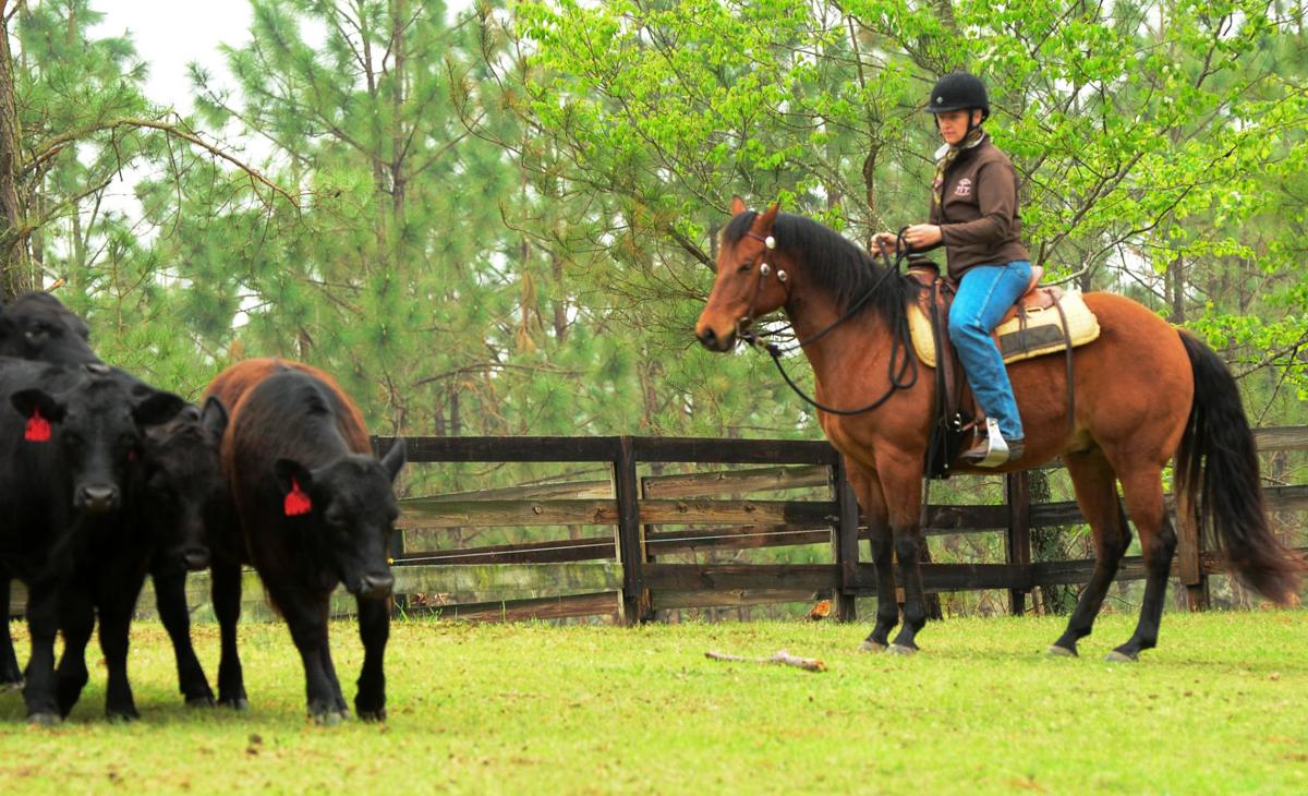 Cattle Movers | Multimedia | thepilot.com