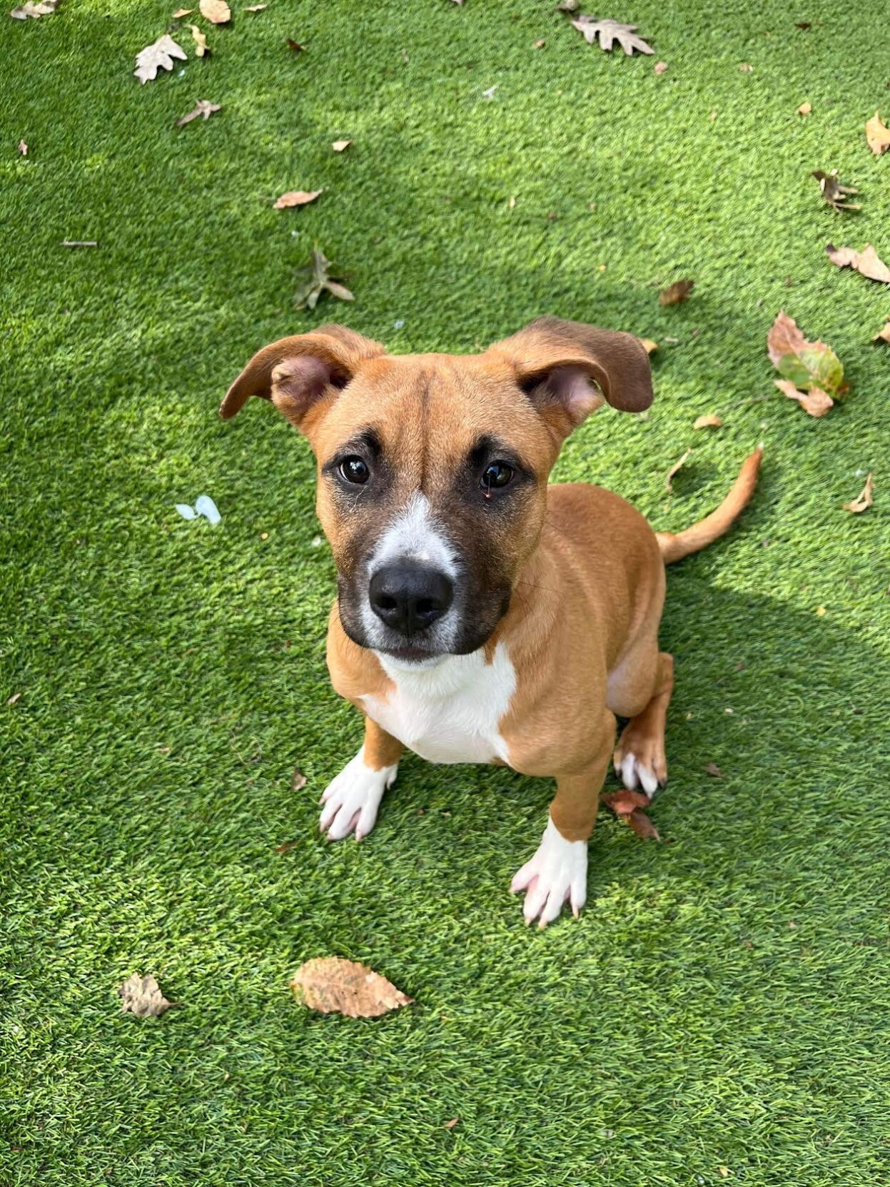 Pet of the Week: Rosco | Features | thepilot.com