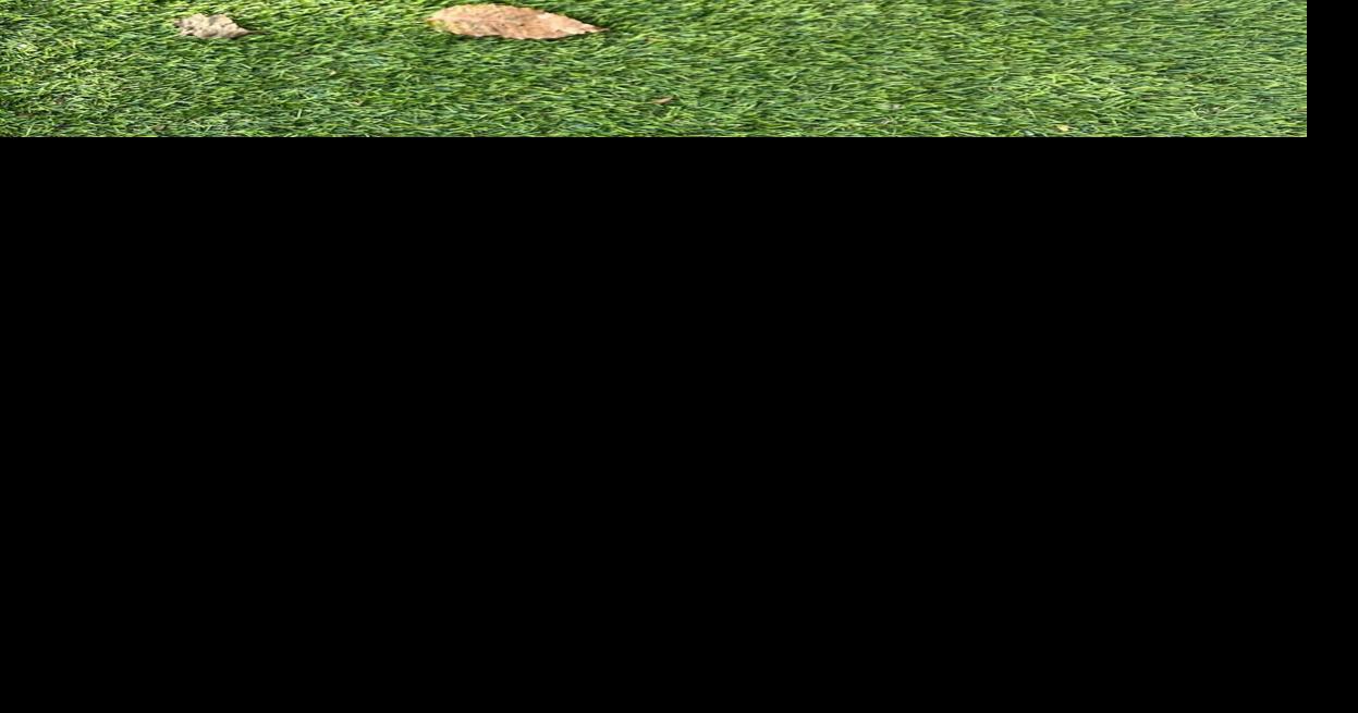 Pet of the Week: Rosco | Features | thepilot.com