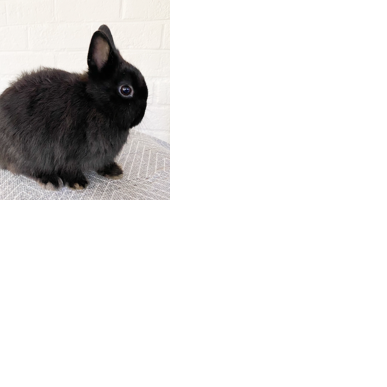 Lost Rabbit, Black Netherlands Dwarf Rabbit in Pinehurst | Pets ...