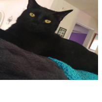 Lost Cat, Solid Black Cat in Pinehurst UPDATE: FOUND | Pets | thepilot.com
