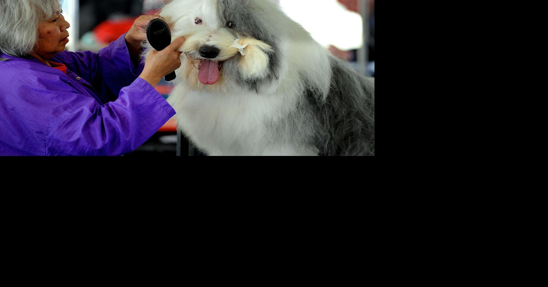 Capturing Canines: Scenes From the 42nd All-Breed Dog Show in Pinehurst ...