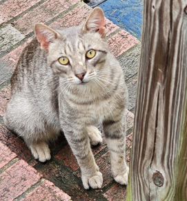 Found Cat, Light Gray Tabby in Cameron | Pets | thepilot.com