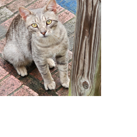 Found Cat, Light Gray Tabby in Cameron | Pets | thepilot.com