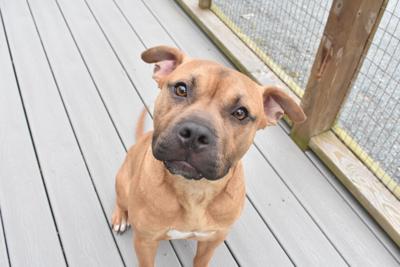 Pet of the Week: Tank Top Tony | Features | thepilot.com