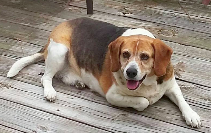 Found Dog, Older Male Beagle in Foxfire Village UPDATE: OWNER LOCATED ...