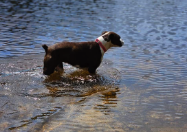 Lost Dog, Brindle and White Boxer in Pinebluff UPDATE: FOUND | Pets ...