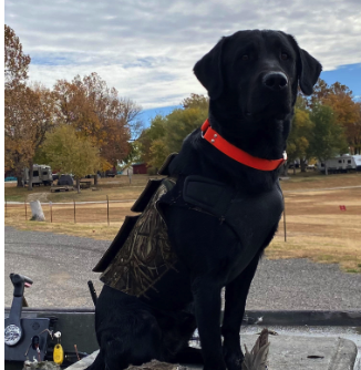 Lost Dog, Black Lab in West End UPDATE: FOUND | Pets | thepilot.com
