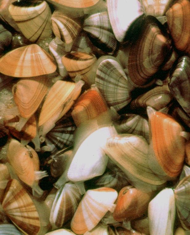 Ask the Aquarium: Coquina Clams Stick Together | Features | thepilot.com