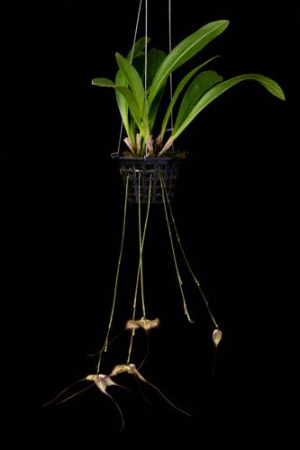 From the Crypt: Triumph of the Dracula Orchid | Features | thepilot.com