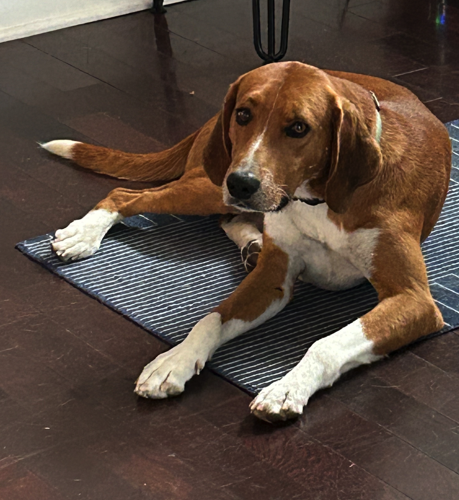 Lost Dog, Red and White Foxhound in Whispering Pines UPDATE: FOUND ...