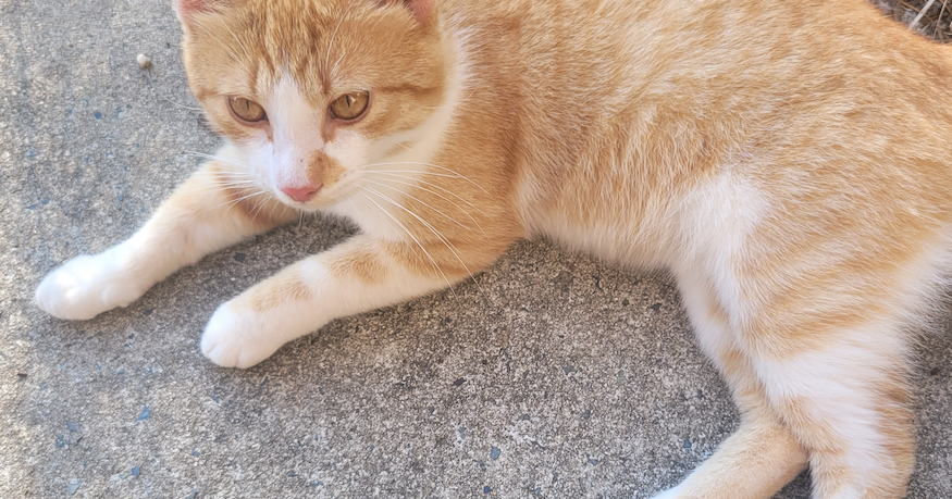 Found Cat, Orange and White Tabby in Carthage (near Robbins) | Pets ...