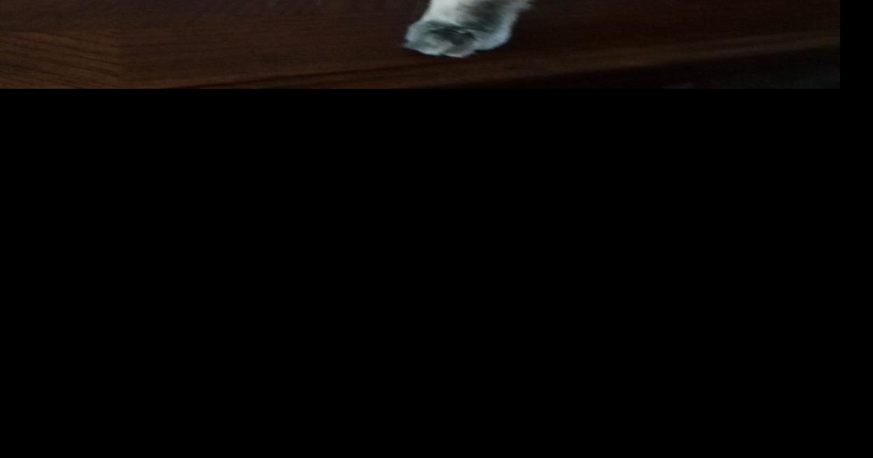 Lost Cat, Cameo Calico colored cat in Southern Pines | Pets | thepilot.com