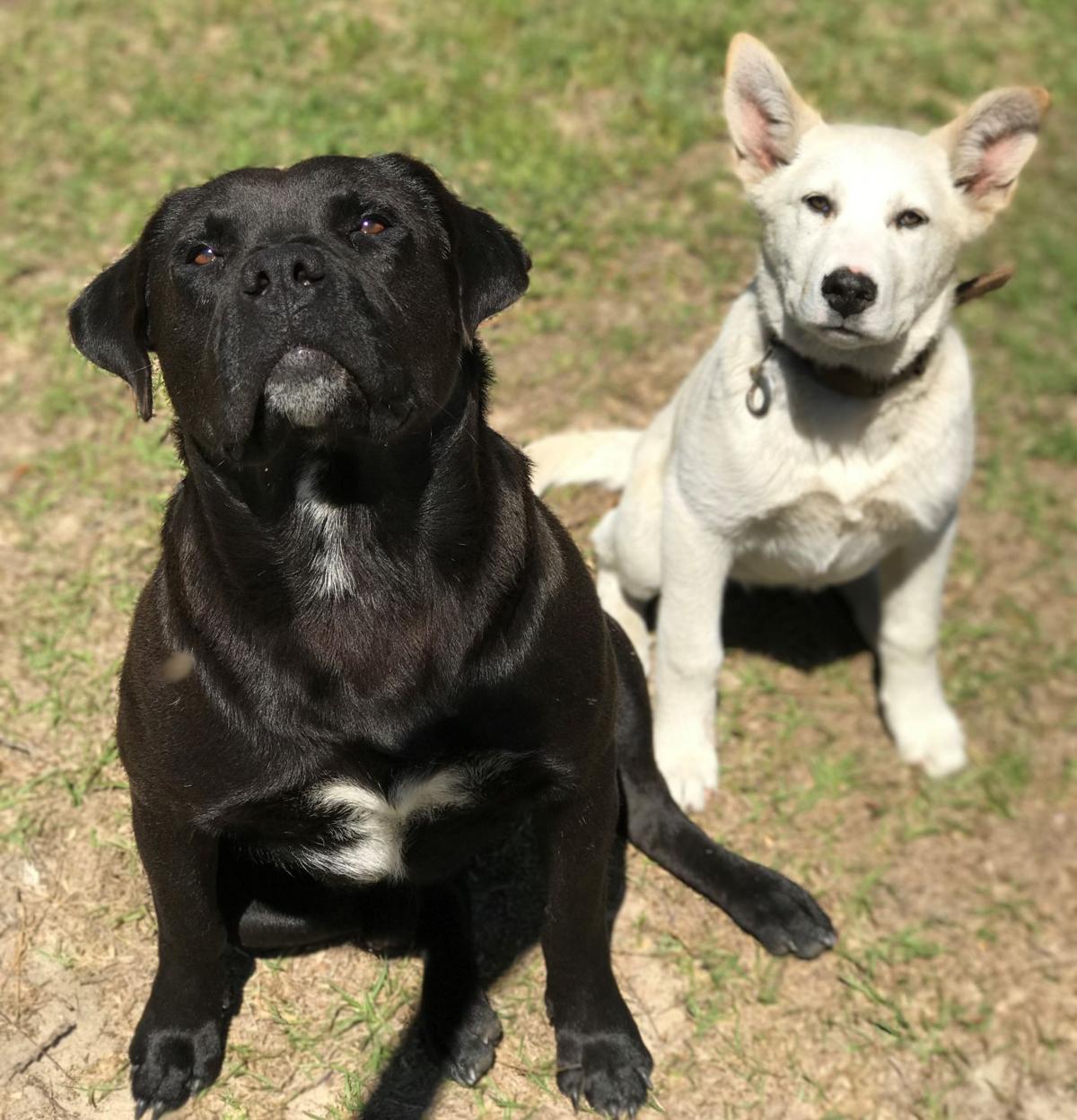 Lost Dog: Black Lab, Ashmont Road Area | Pets | thepilot.com