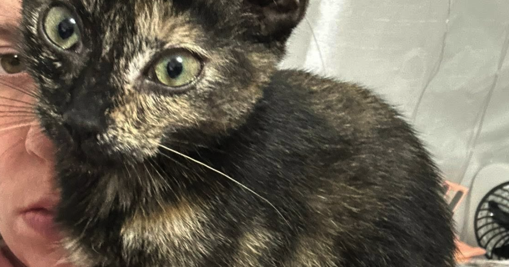 Lost Cat, Tortoiseshell Cat in Pinehurst UPDATE: FOUND | Pets ...