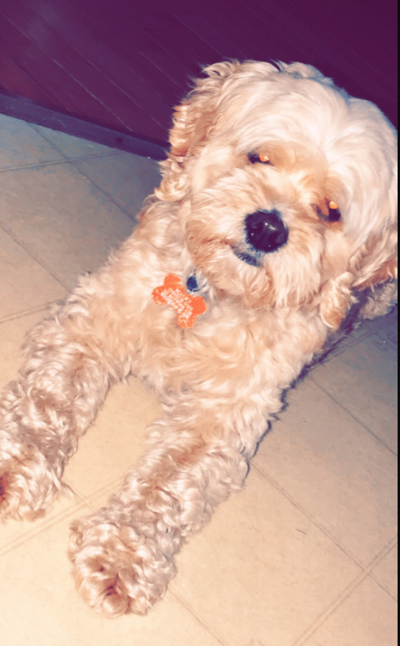 Lost Dog, Blonde Cockapoo in Rockingham REWARD | Pets | thepilot.com
