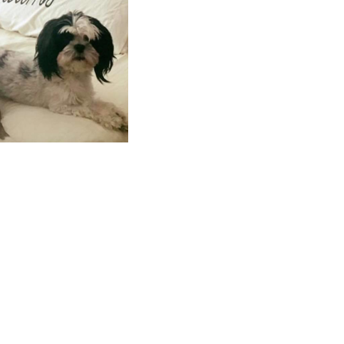 Lost Dog, Black & White Shih Tzu in Pinehurst UPDATE: FOUND | Pets ...
