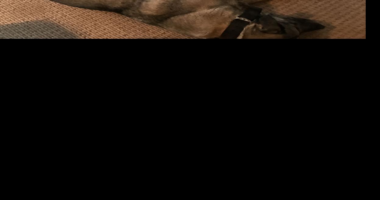 Found Dogs, Two Shepherd Mix Breeds in Pinehurst | Pets | thepilot.com