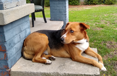 Found Dog, Beagle/Tricolor Hound in Hamlet | Pets | thepilot.com
