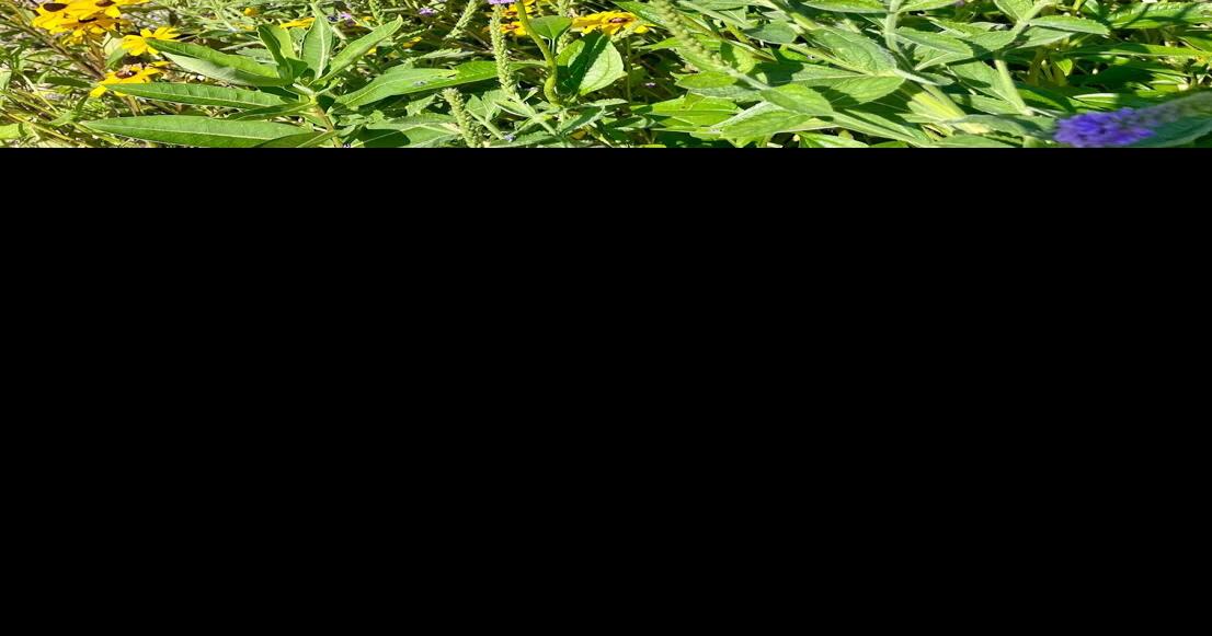 Native Pollinator Garden Spreads Seeds, Beauty and Friendships ...