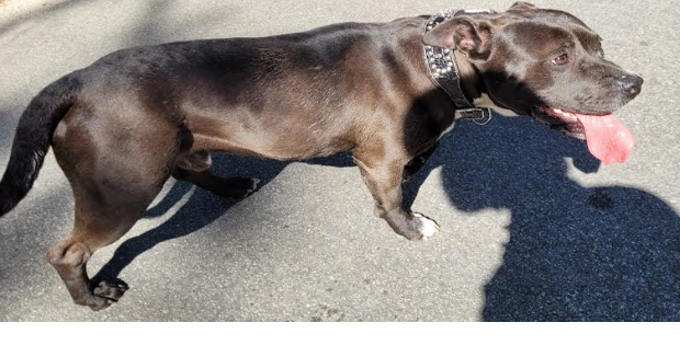 Found Dog, Mostly Black Pitbull in Southern Pines | Pets | thepilot.com
