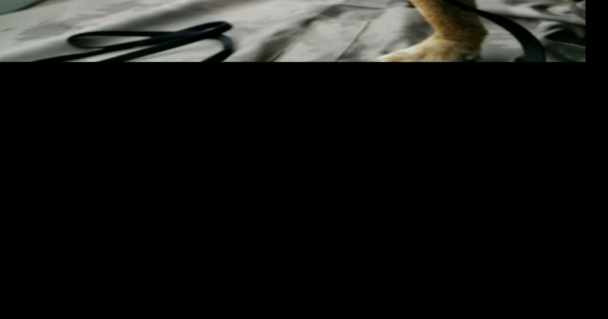 Found Dog, Boxer Basset Hound Mix in Southern Pines UPDATE: FOSTER CARE ...