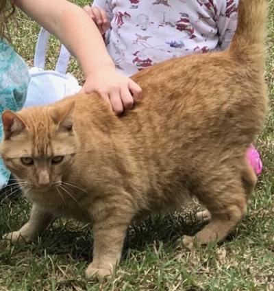 Lost Cat, Orange Tabby in Taylortown | Pets | thepilot.com