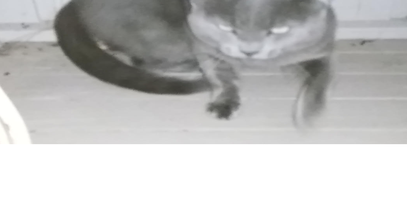 Found Cat, Solid Grey Cat in Southern Pines | Pets | thepilot.com